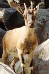 Animals of Crete including the Kri Kri goats and other mammals, birds ...
