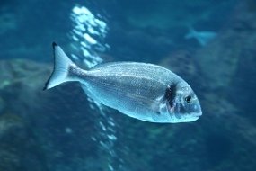 Marine Crete - octopus, seals, dolphins, fish, scuba diving and more